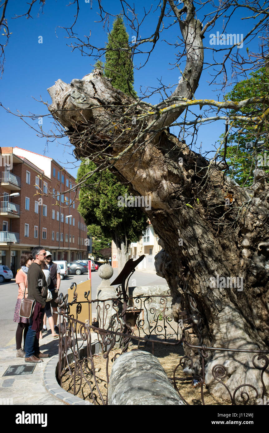 Dry elm tree to which Antonio Machado wrote his famous poem A un olmo ...