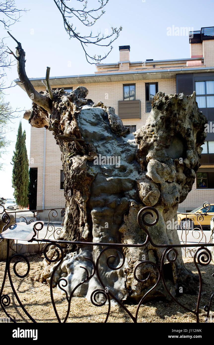Dry elm tree to which Antonio Machado wrote his famous poem A un olmo ...