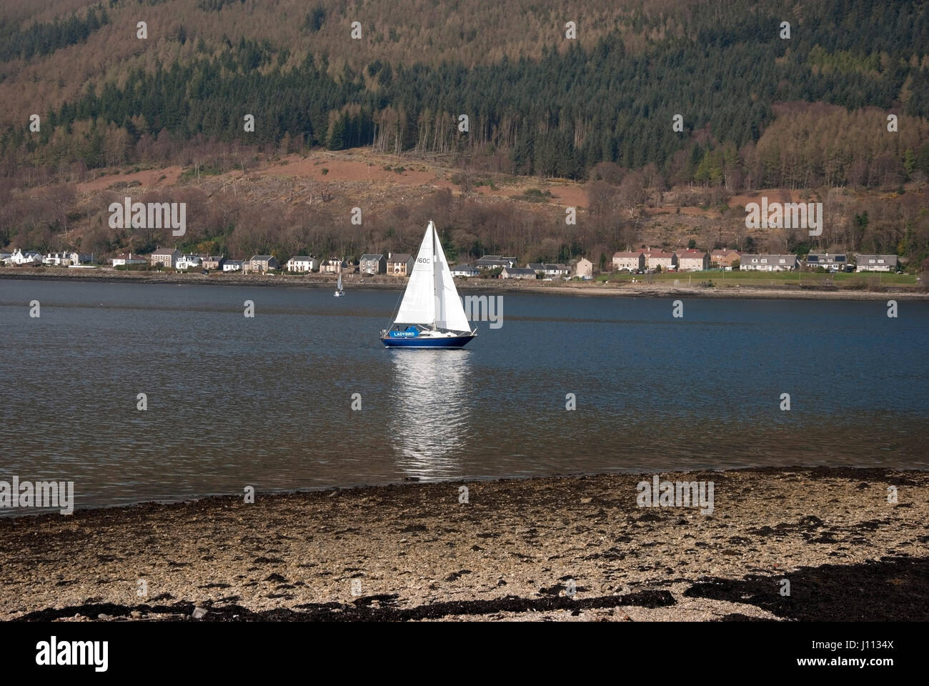 Yacht Ladybird of Rhu Sailing in the Holy Loch Dunoon Cowal Argyll ...
