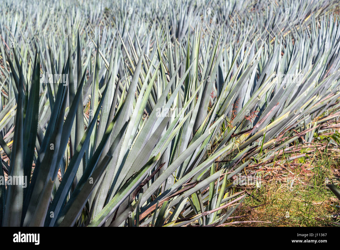Closeup view of rows of blue agave for tequila near Valladolid, Mexico ...