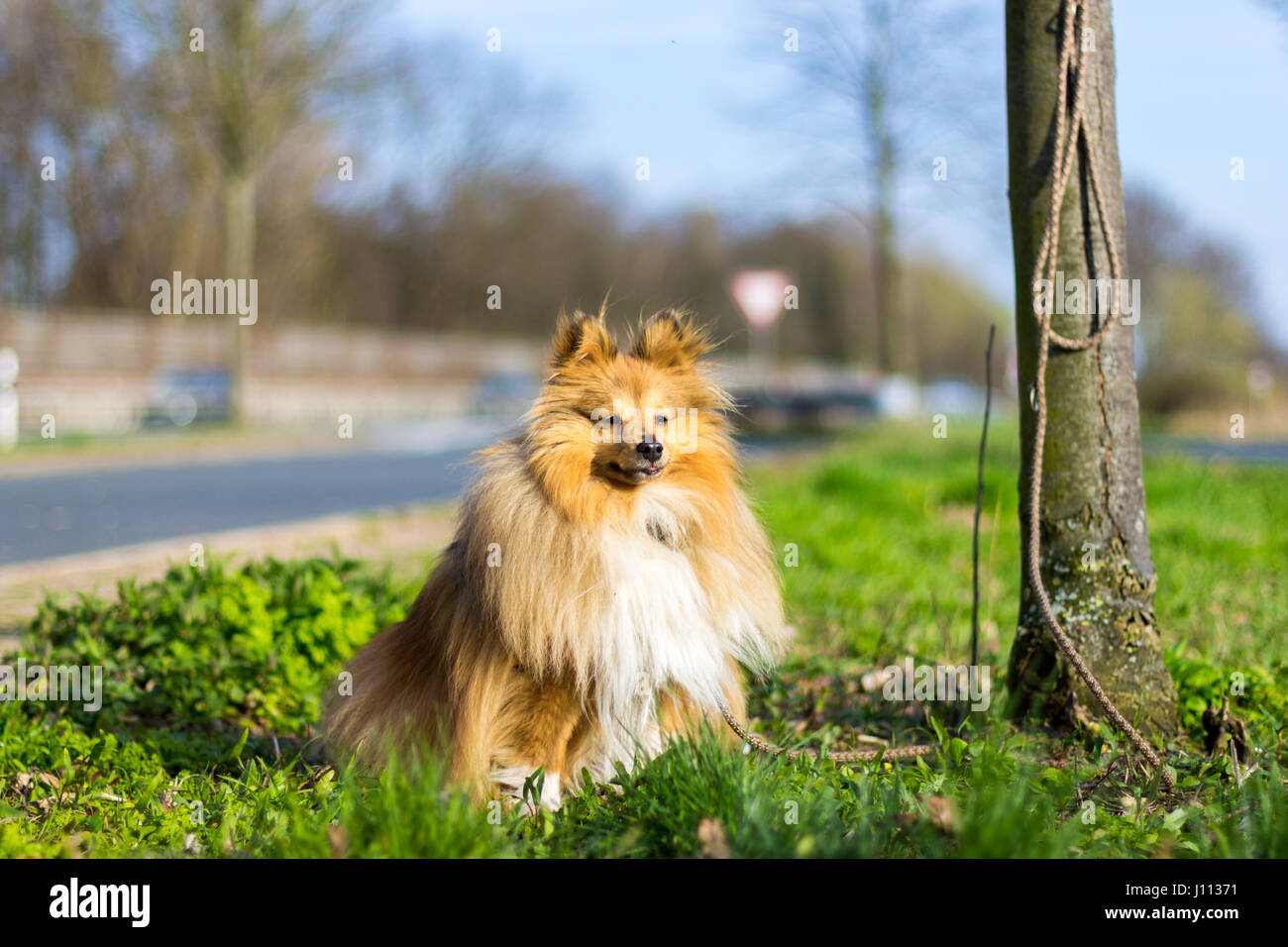 a dog is lonely tied to a tree Stock Photo - Alamy