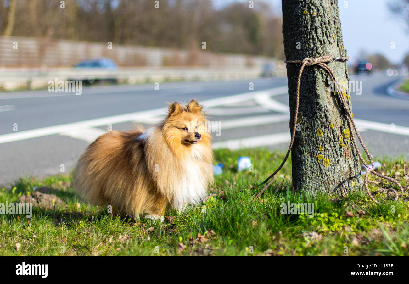 a dog is lonely tied to a tree Stock Photo - Alamy