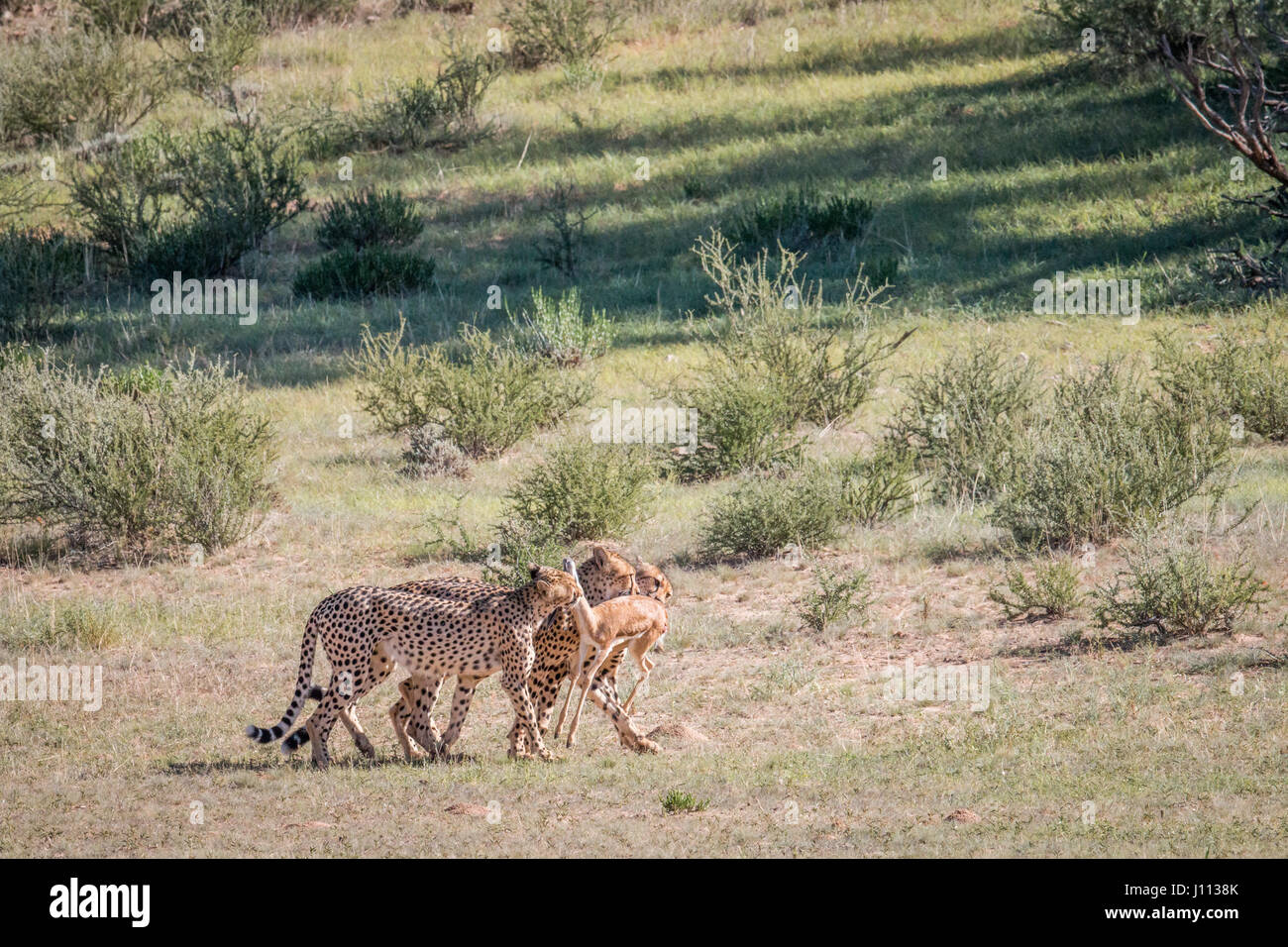 Cheetahs with a baby Springbok kill in the Kgalagadi Transfrontier Park ...