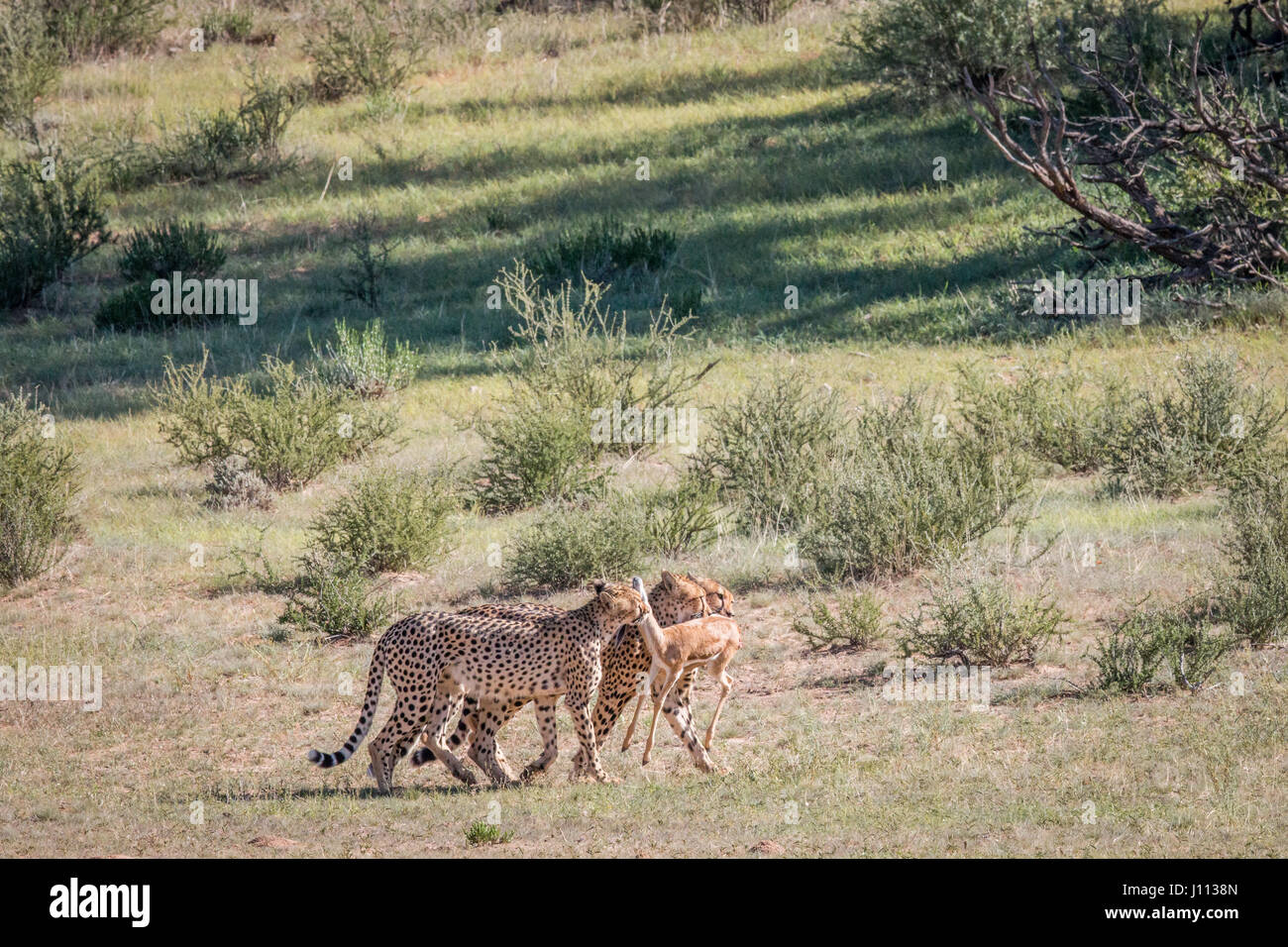 Cheetahs with a baby Springbok kill in the Kgalagadi Transfrontier Park ...