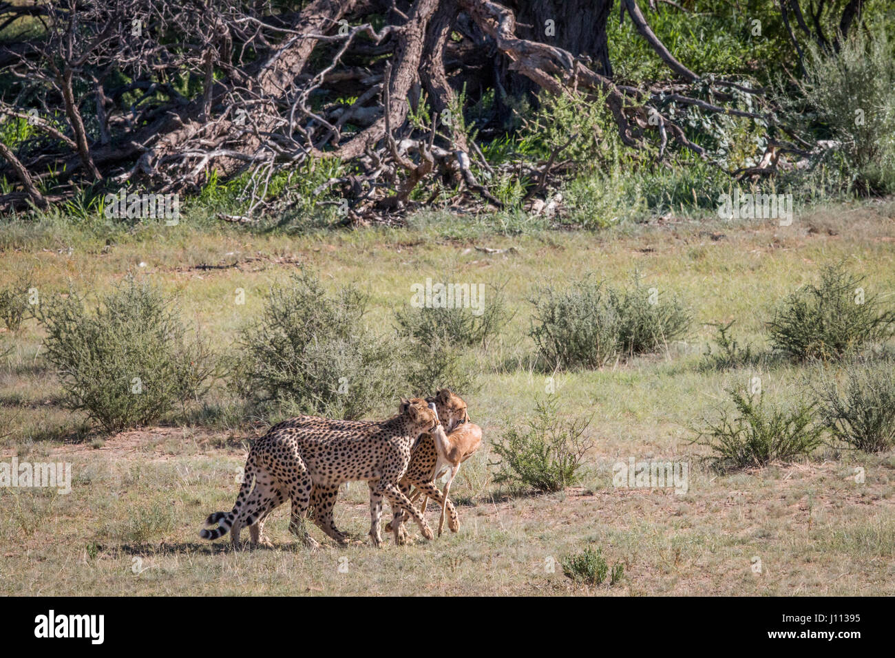 Cheetahs with a baby Springbok kill in the Kgalagadi Transfrontier Park ...