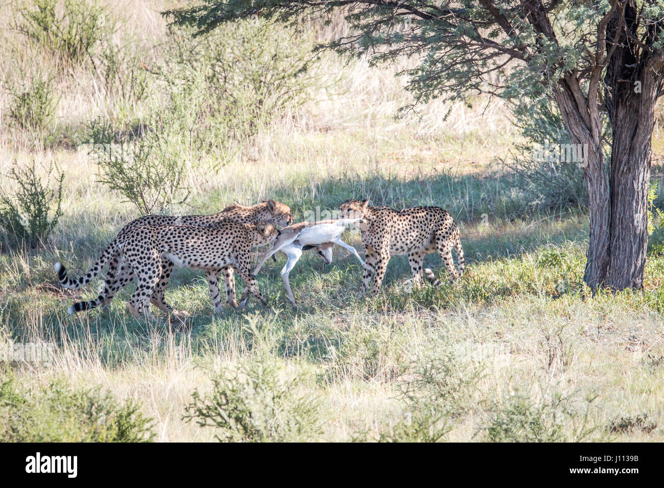 Cheetahs with a baby Springbok kill in the Kgalagadi Transfrontier Park ...