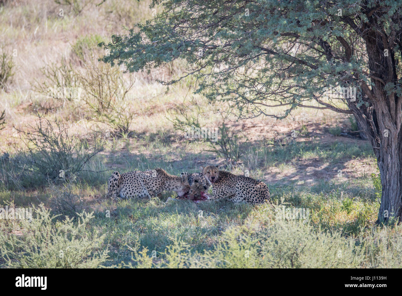 Three Cheetahs feeding on a baby Springbok kill in the Kgalagadi ...