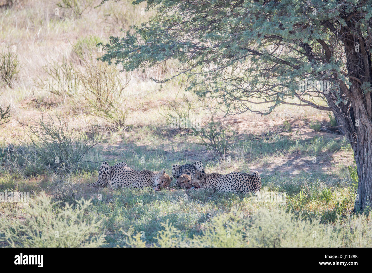 Three Cheetahs feeding on a baby Springbok kill in the Kgalagadi ...