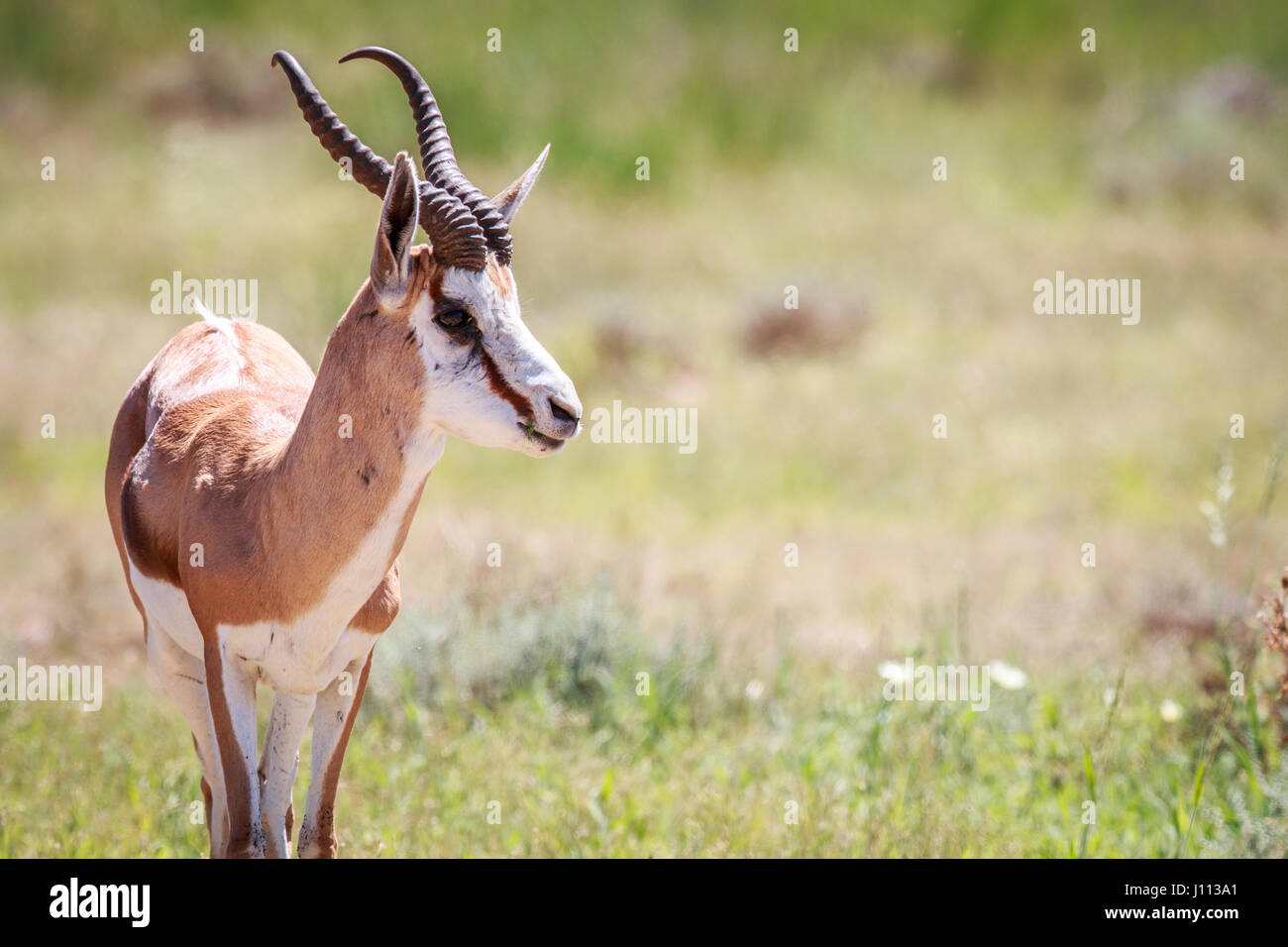 Side profile of a Springbok in the Kgalagadi Transfrontier Park, South ...