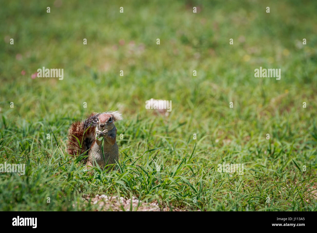 Ground squirrel eating grass in the Kgalagadi Transfrontier Park, South ...