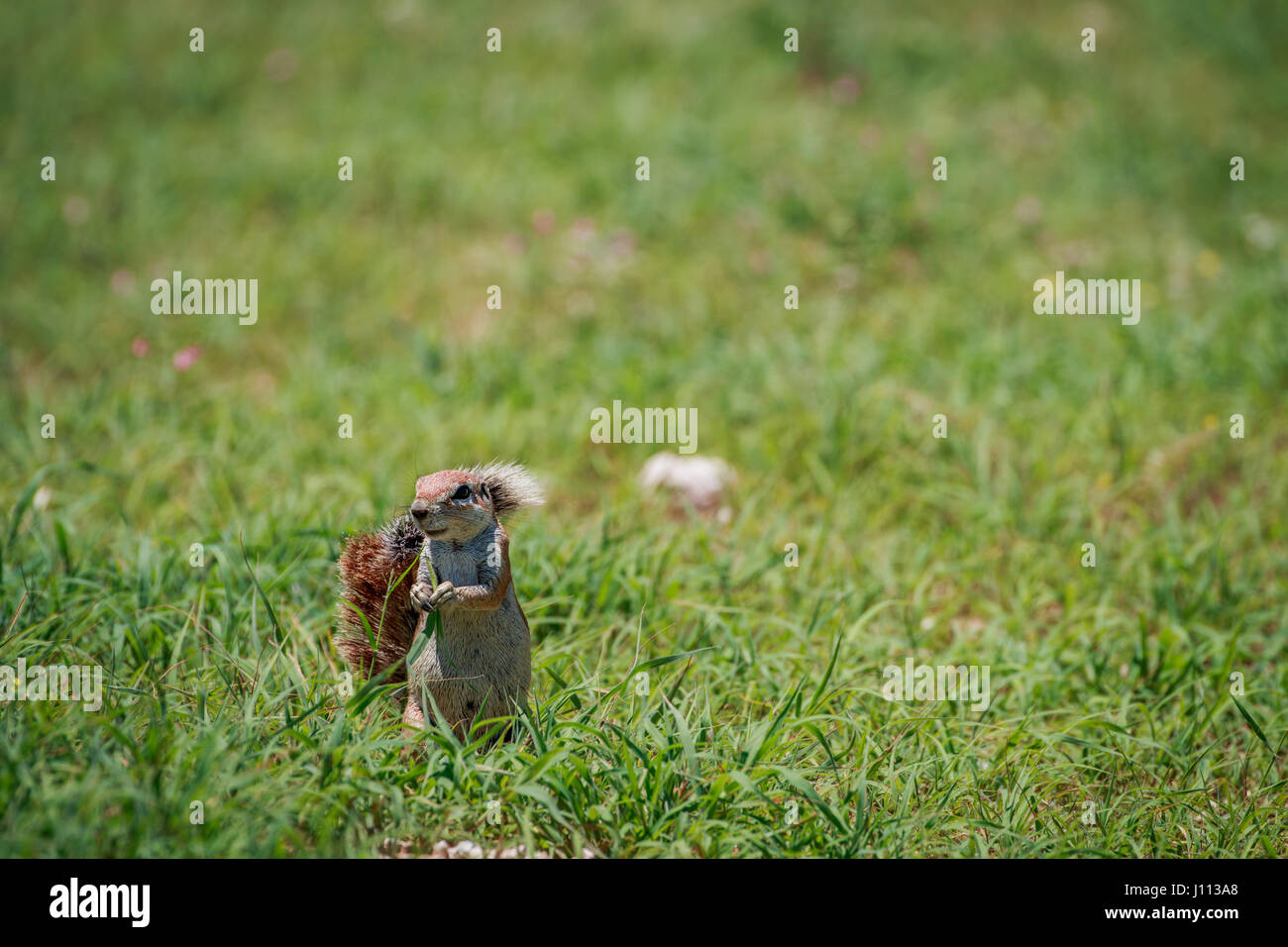 Ground squirrel eating grass in the Kgalagadi Transfrontier Park, South ...