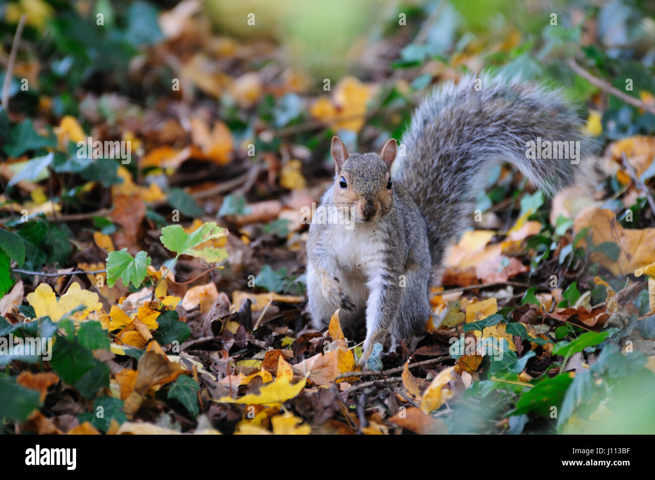 Squirrel autumn tree hi-res stock photography and images - Alamy