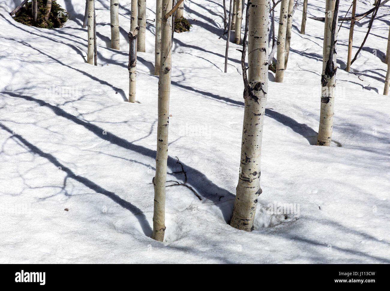 Aspen trees snow hi-res stock photography and images - Alamy