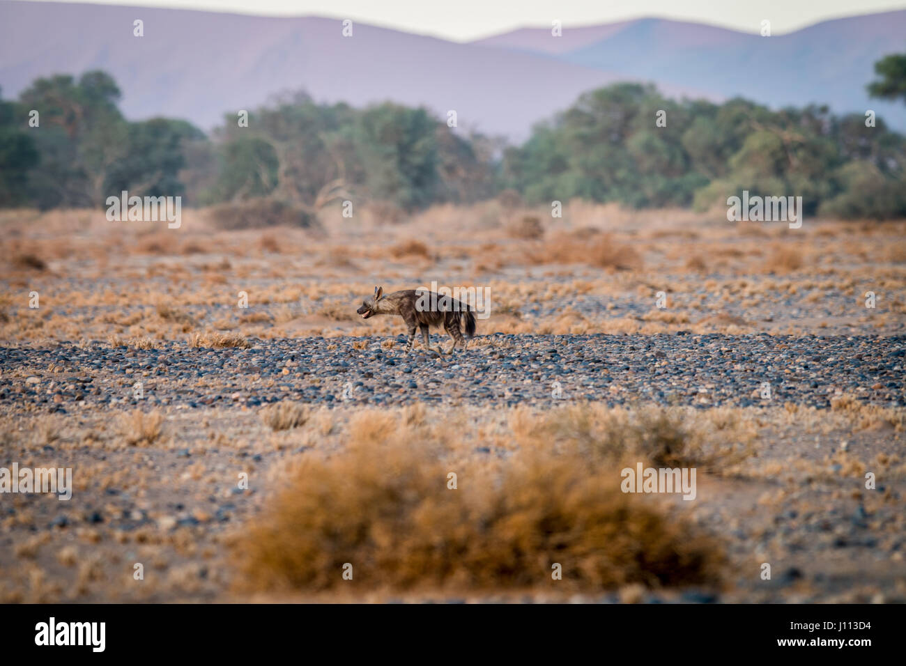 Brown hyena walking in the desert in Namibia Stock Photo - Alamy