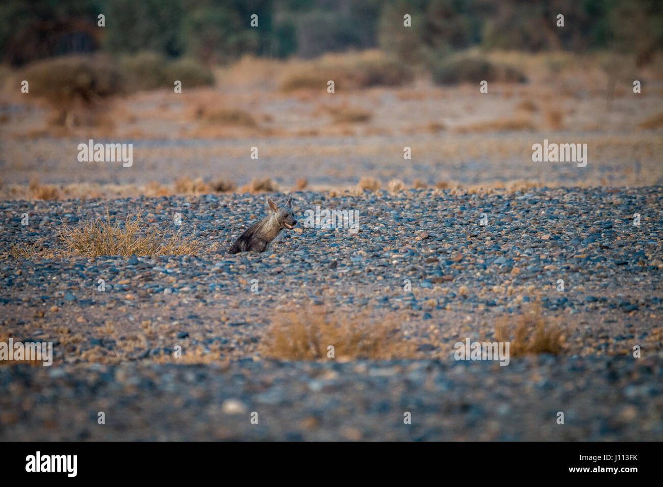 Brown hyena sitting in the desert in Namibia Stock Photo - Alamy