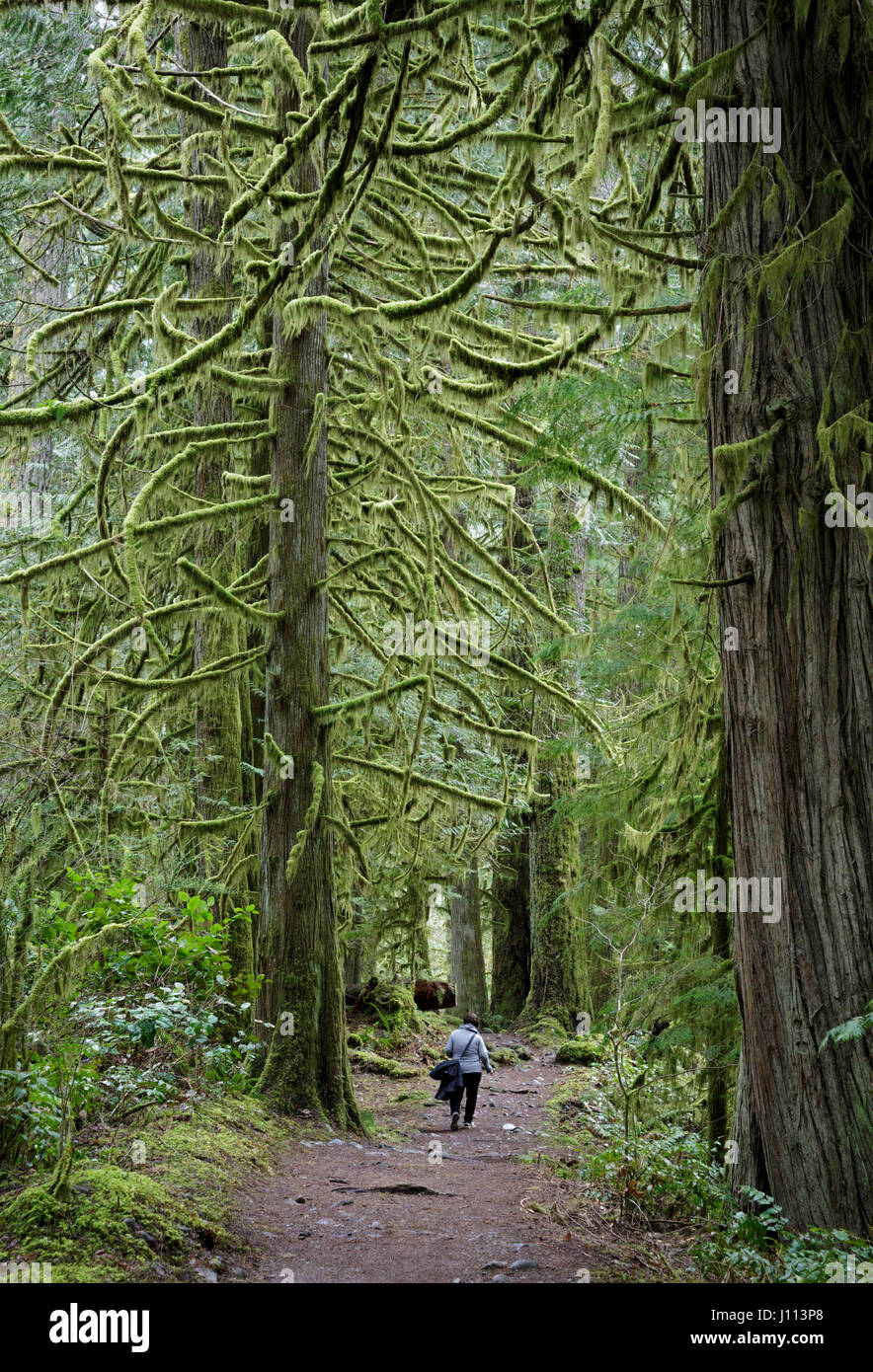 Upper Goldstream Trail in Goldstream Provincial Park, Victoria BC Stock ...