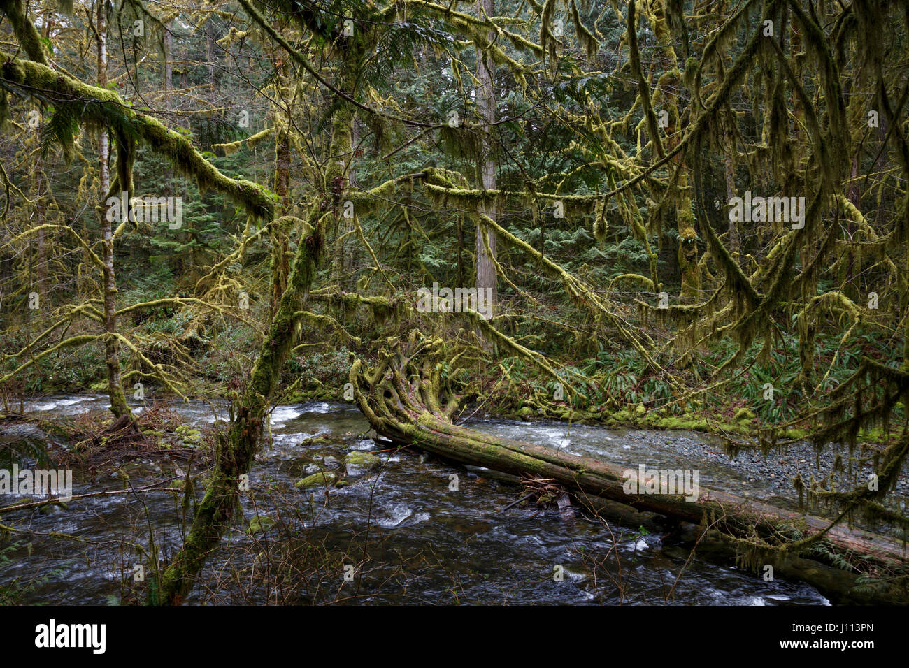Upper Goldstream Trail in Goldstream Provincial Park, Victoria BC Stock ...