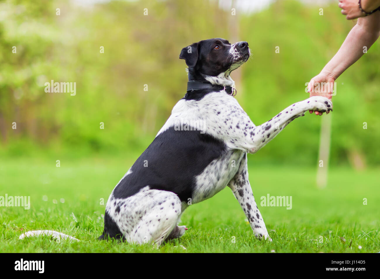 picture of a mixed breed dog joining the paw to a woman's hand Stock ...