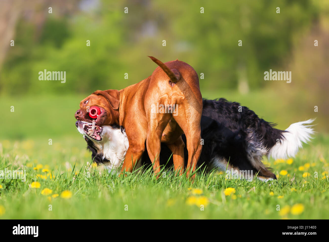 picture of a Border Collie and Rhodesian Ridgeback fighting for a toy ...