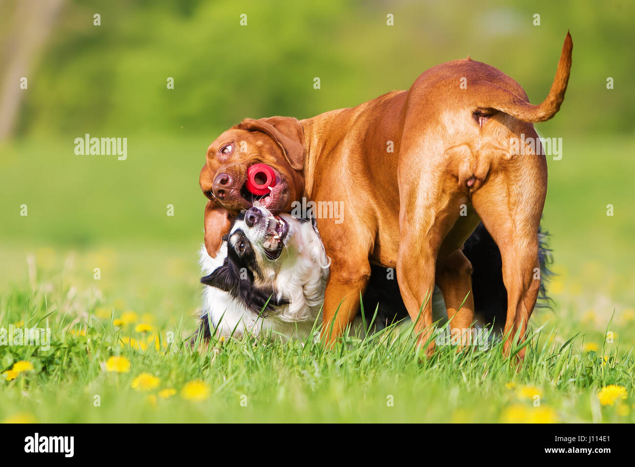picture of a Border Collie and Rhodesian Ridgeback fighting for a toy ...
