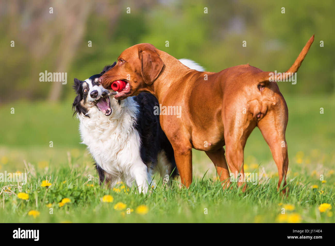 picture of a Border Collie and Rhodesian Ridgeback fighting for a toy ...