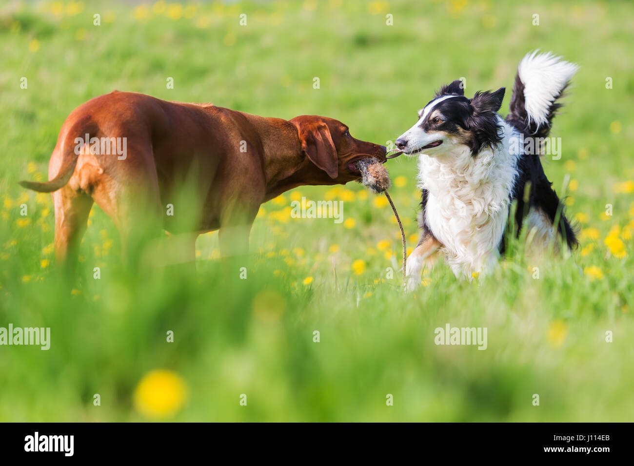 Rhodesian ridgeback and Border Collie playing in the meadow Stock Photo ...