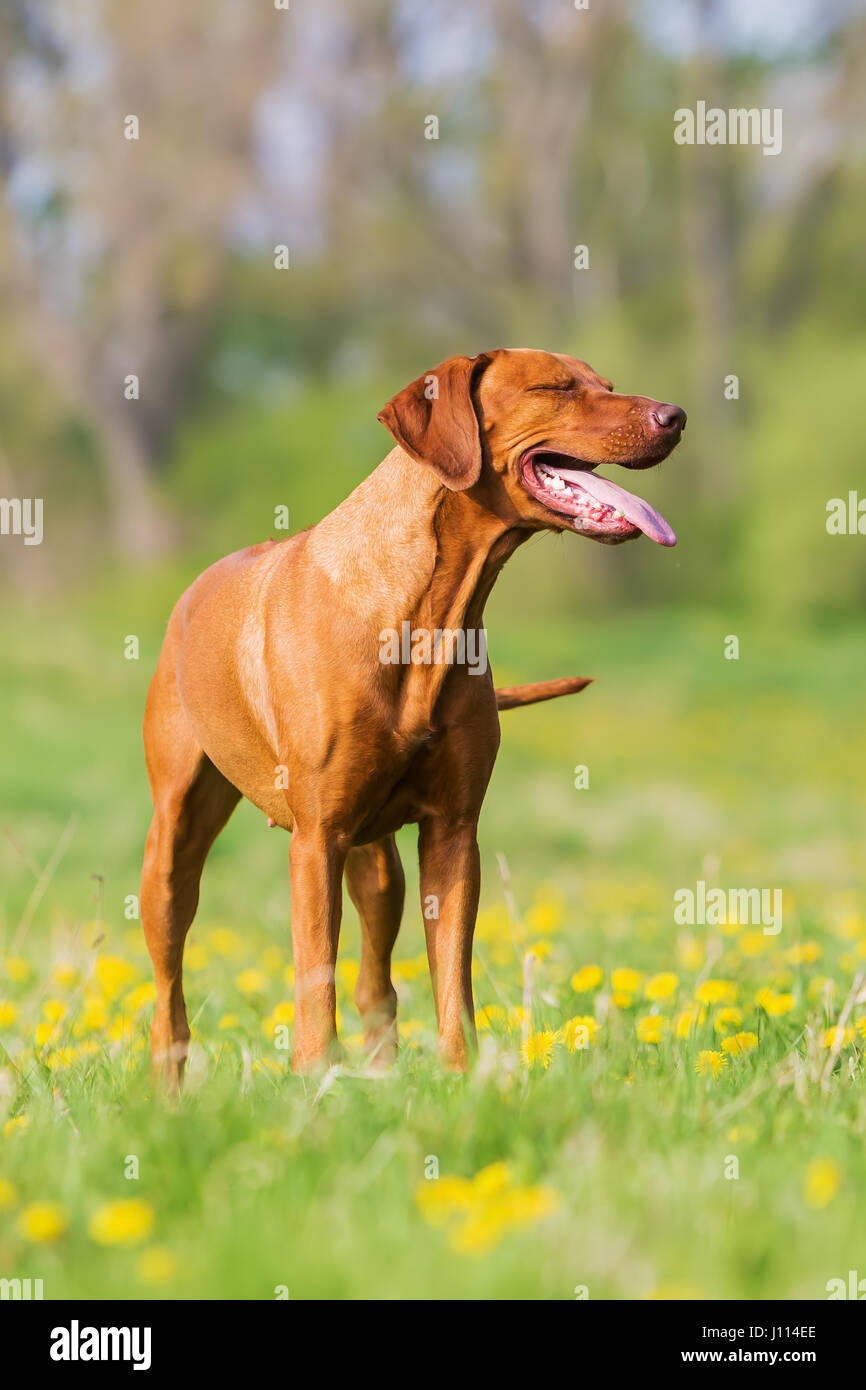 portrait picture of a Rhodesian ridgeback in the meadow Stock Photo - Alamy