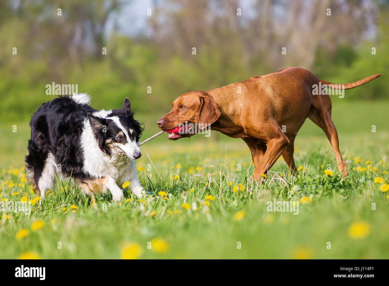 Rhodesian ridgeback and Border Collie playing in the meadow Stock Photo ...
