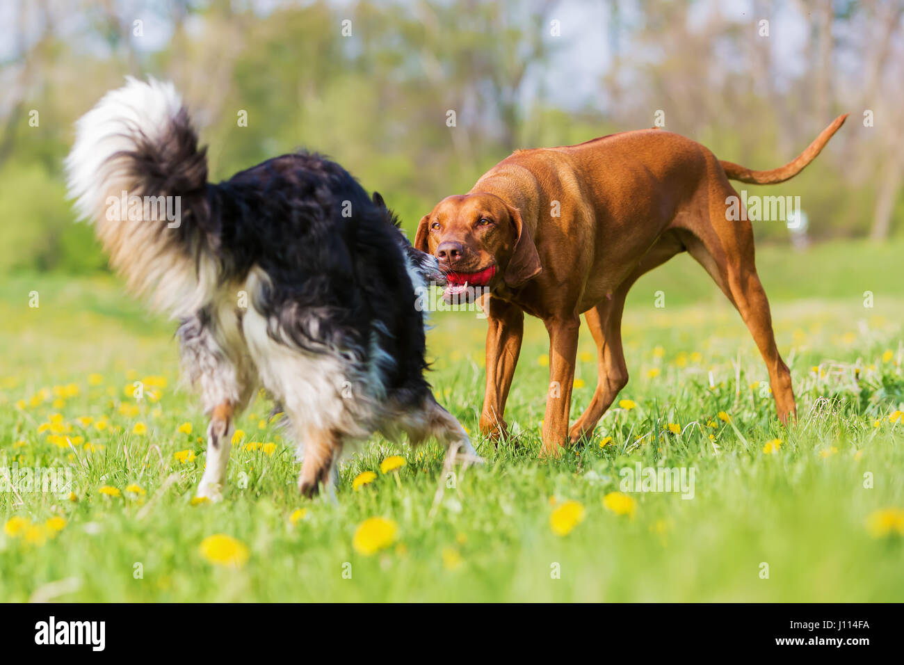 Rhodesian ridgeback and Border Collie playing in the meadow Stock Photo ...