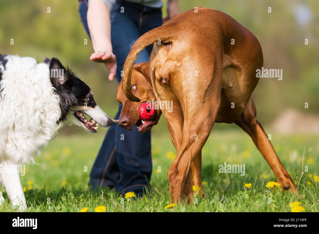 Rhodesian ridgeback and Border Collie playing in the meadow Stock Photo ...
