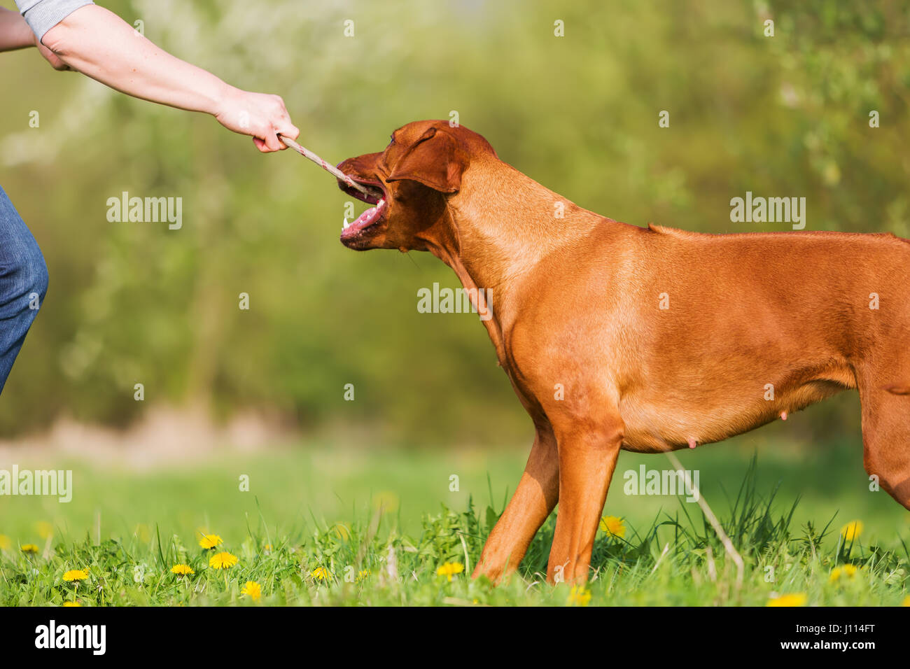 woman plays with a Rhodesian ridgeback by pulling at a toy in the snout ...