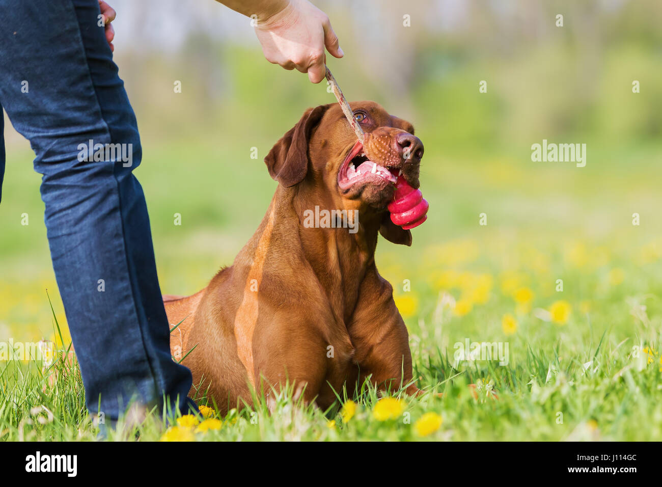 woman's hand pulls at a toy in the snout of a Rhodesian ridgeback Stock ...