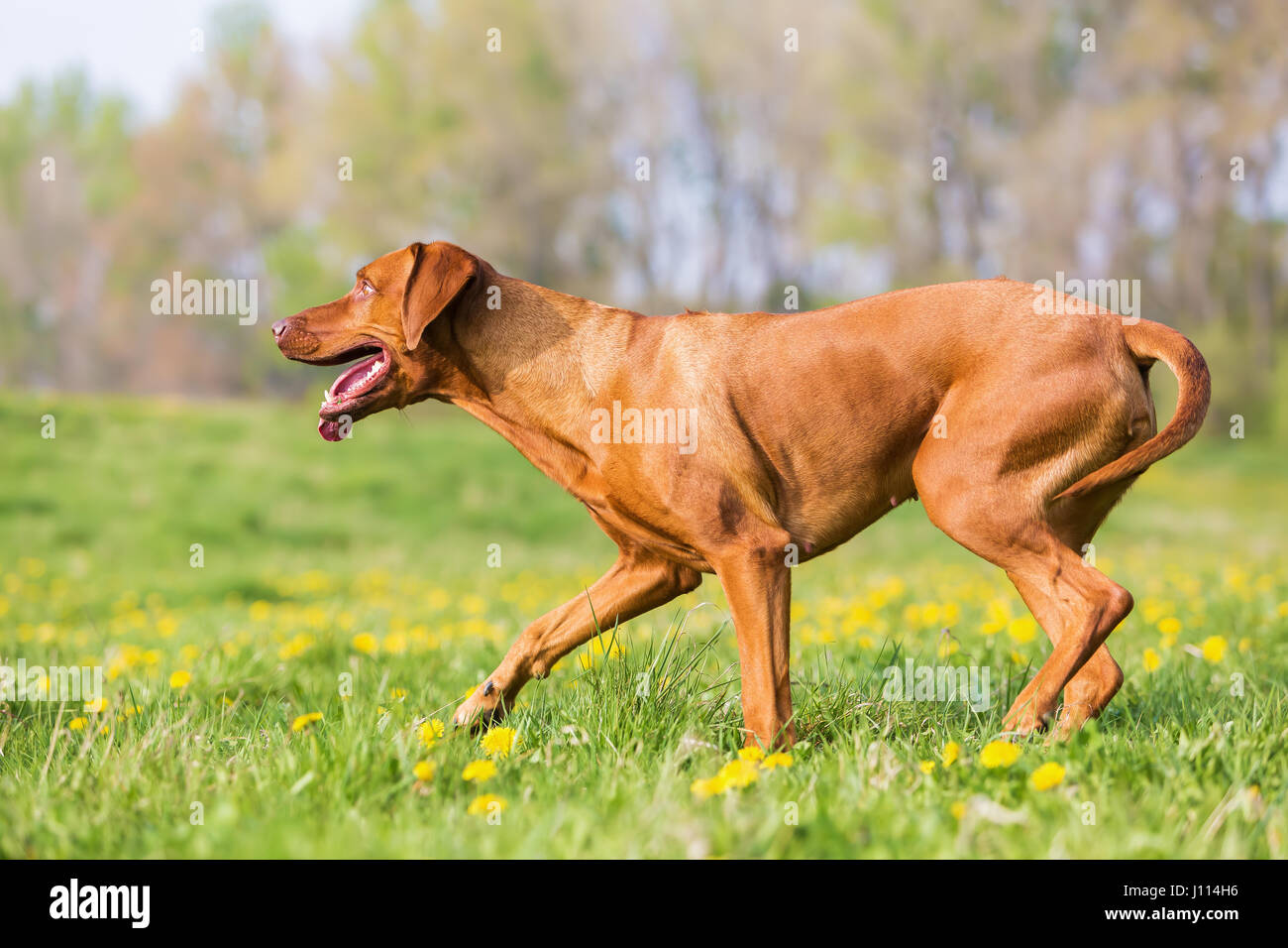 picture of a Rhodesian ridgeback running on the meadow Stock Photo - Alamy