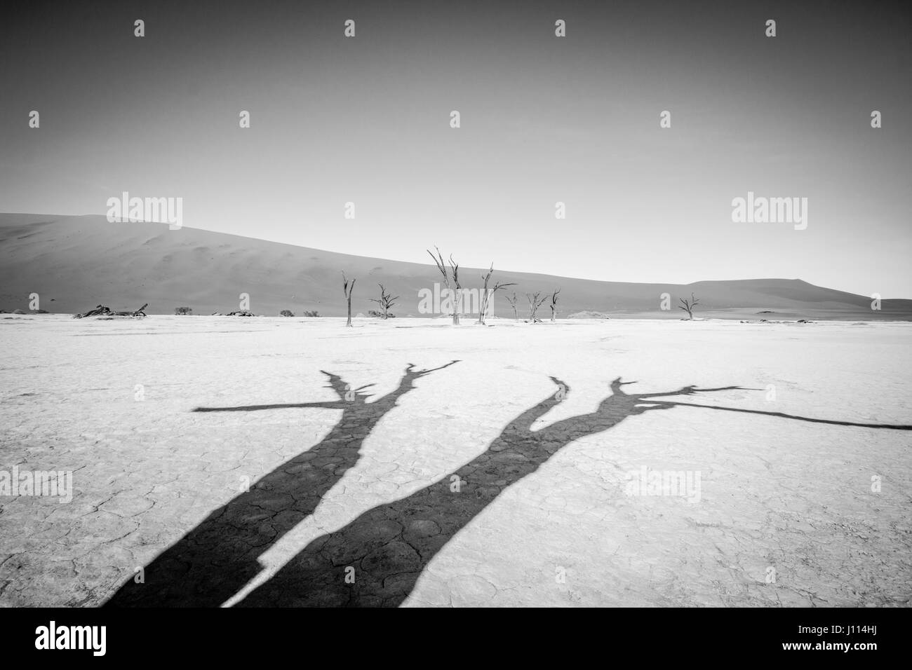 Dead tree in black and white in Sossusvlei desert in Nambia Stock Photo ...