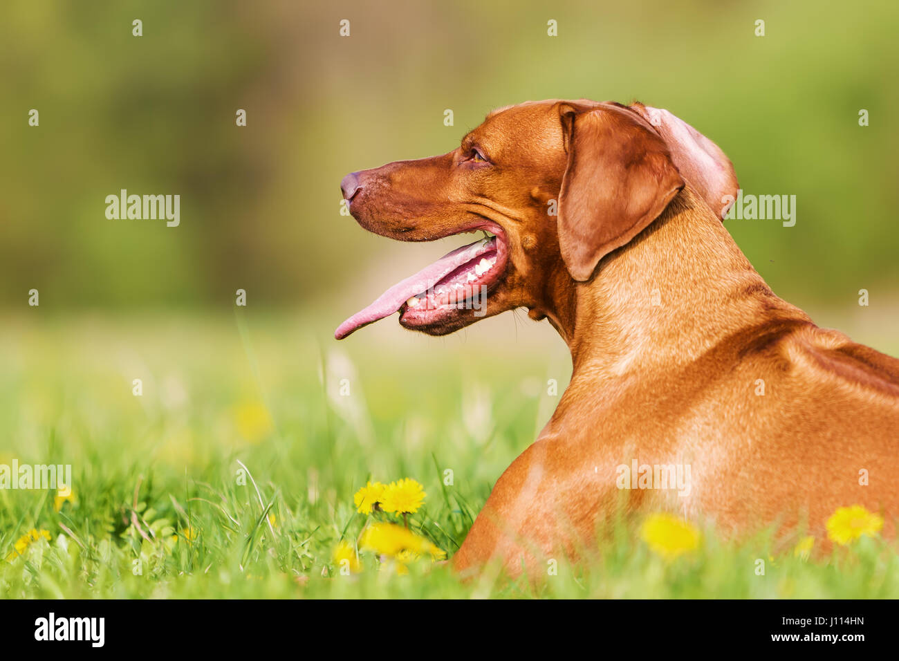 head portrait picture of a Rhodesian ridgeback dog Stock Photo - Alamy