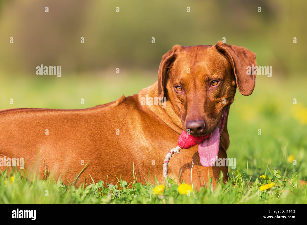 Head portrait picture rhodesian ridgeback hi-res stock photography and ...