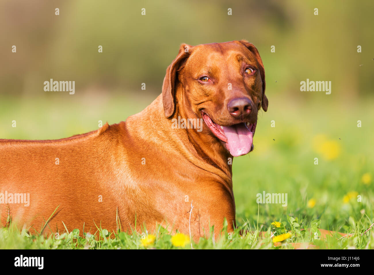 head portrait picture of a Rhodesian ridgeback dog Stock Photo - Alamy
