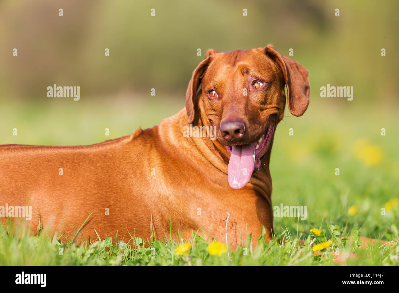 head portrait picture of a Rhodesian ridgeback dog Stock Photo - Alamy