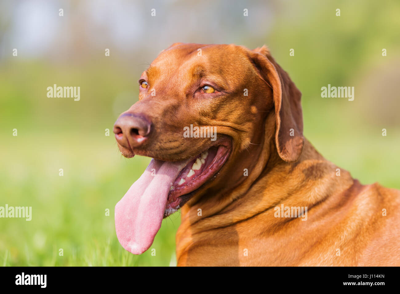 head portrait picture of a Rhodesian ridgeback dog Stock Photo - Alamy