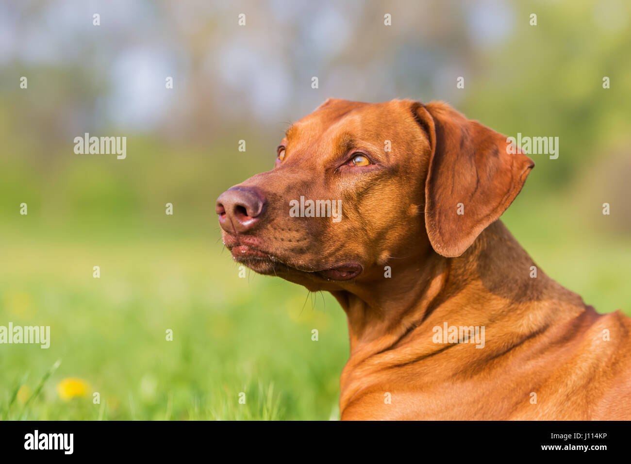 Head portrait picture rhodesian ridgeback hi-res stock photography and ...