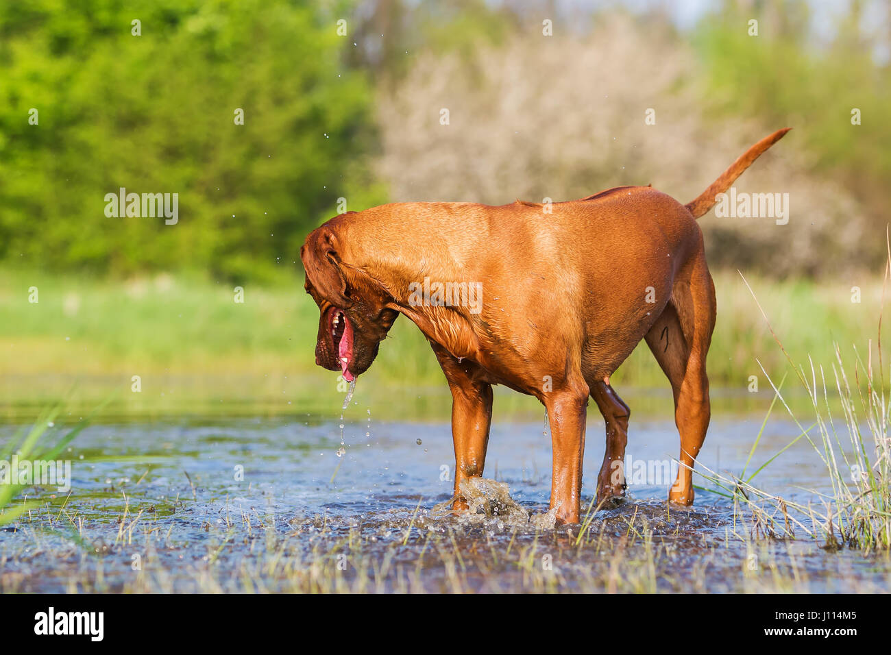 Playing in the pond hi-res stock photography and images - Alamy
