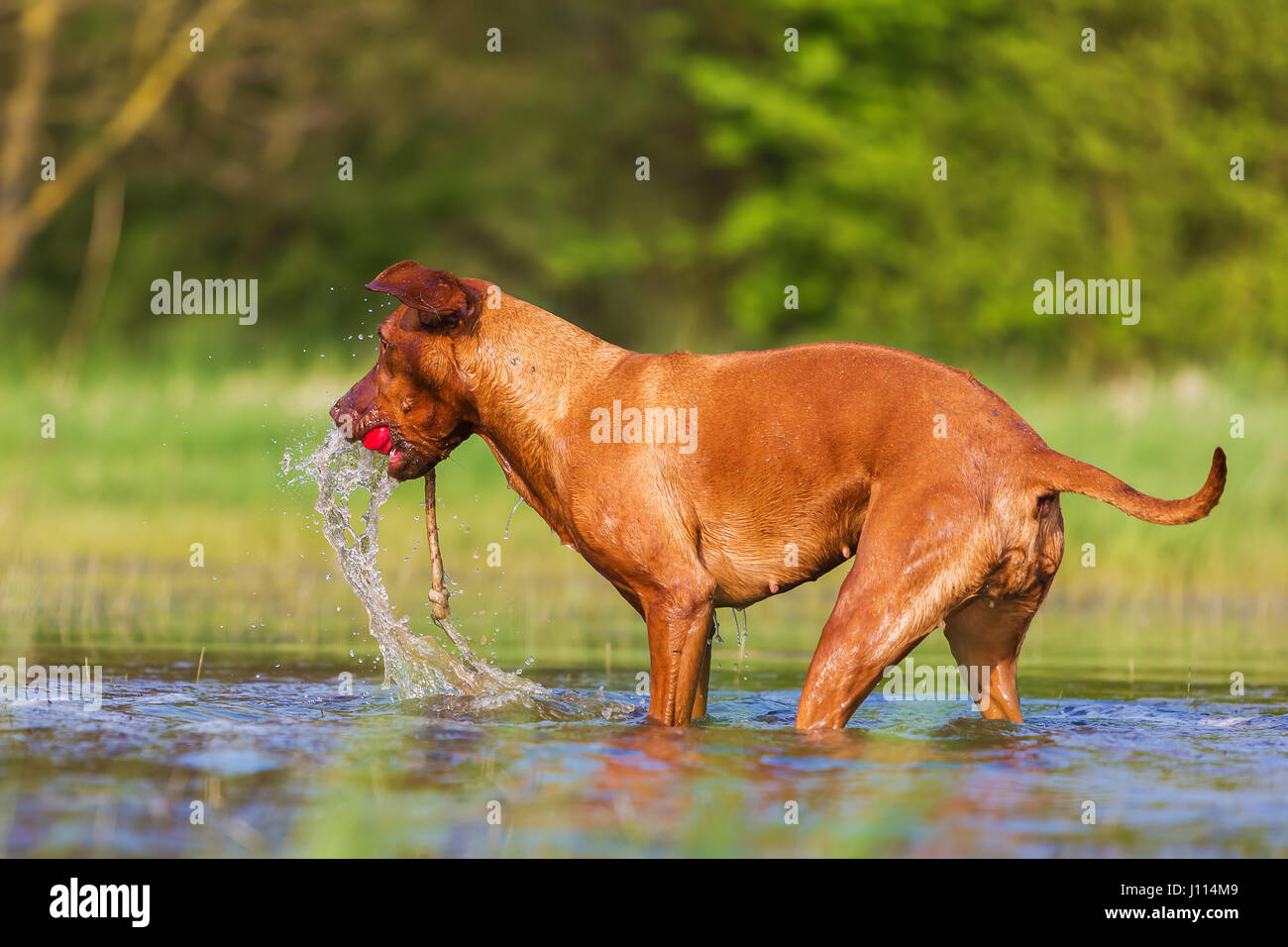 picture of a Rhodesian Ridgeback playing in a pond Stock Photo - Alamy