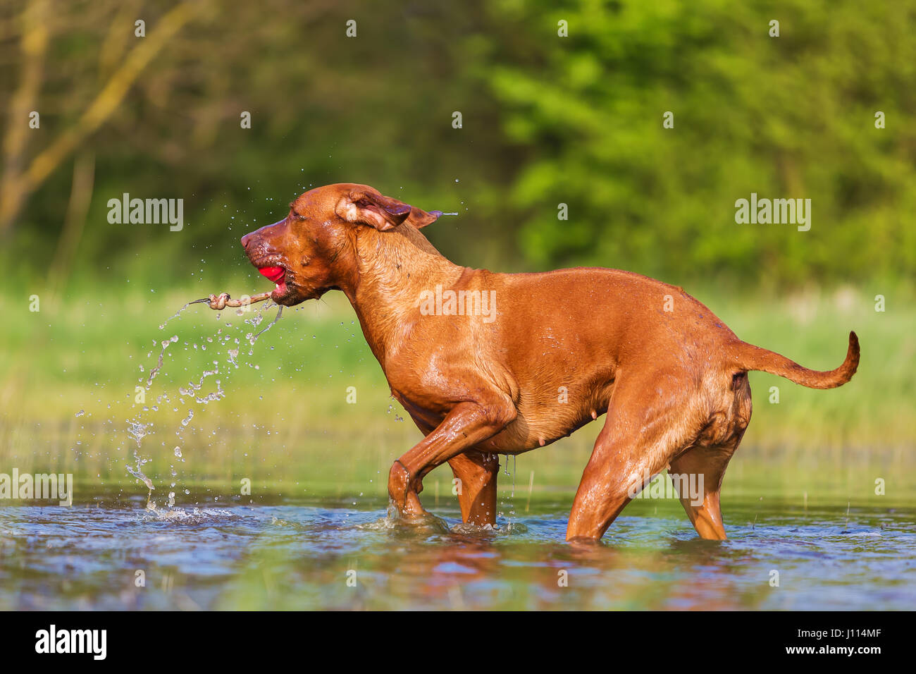 picture of a Rhodesian Ridgeback playing in a pond Stock Photo - Alamy