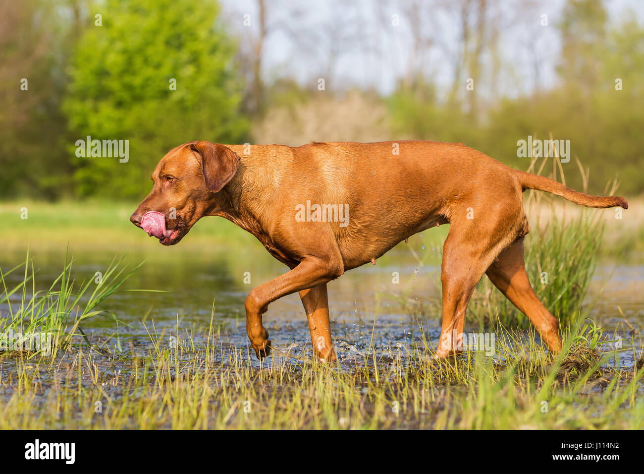 picture of a Rhodesian Ridgeback playing in a pond Stock Photo - Alamy