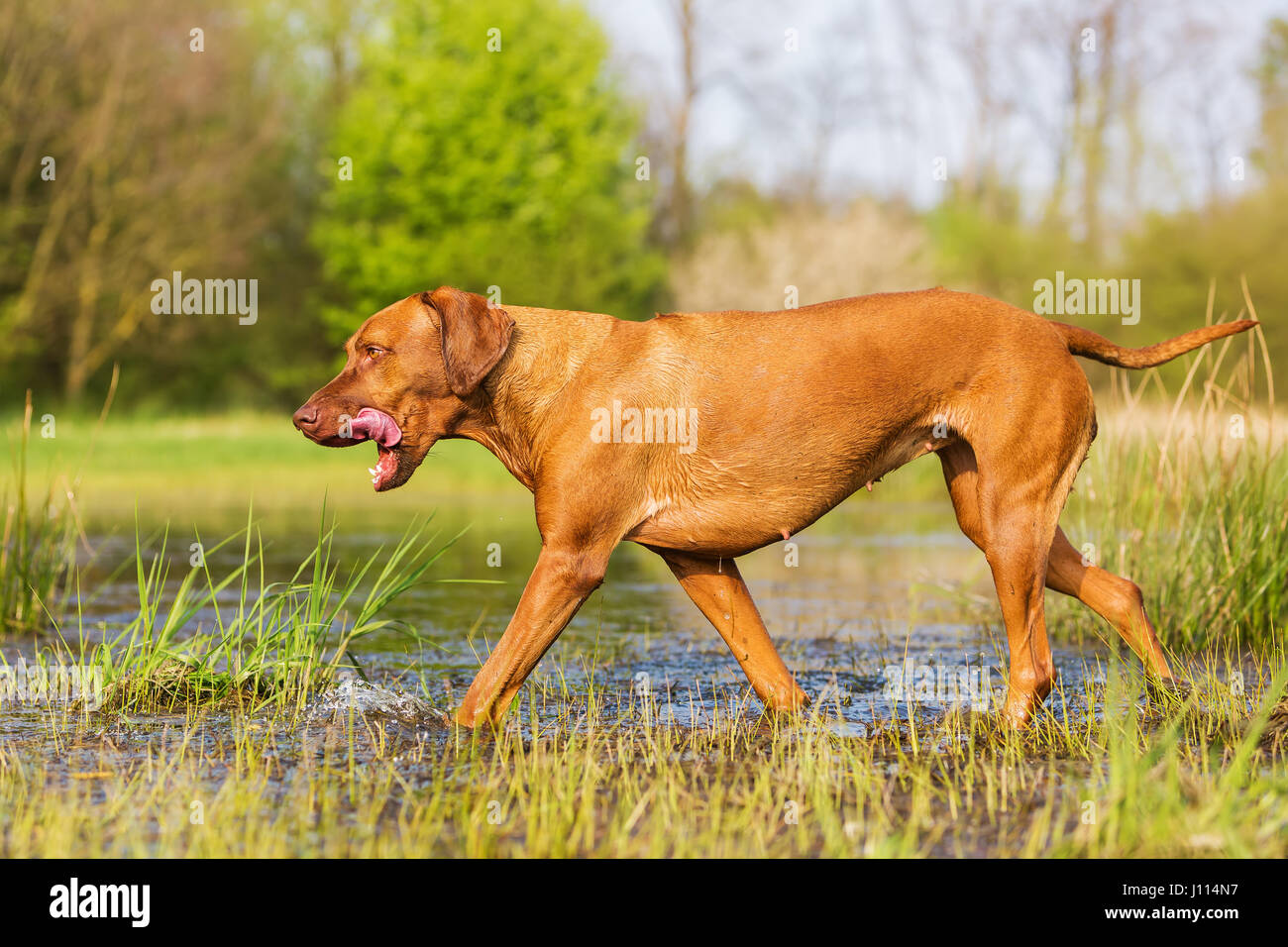 picture of a Rhodesian Ridgeback playing in a pond Stock Photo - Alamy