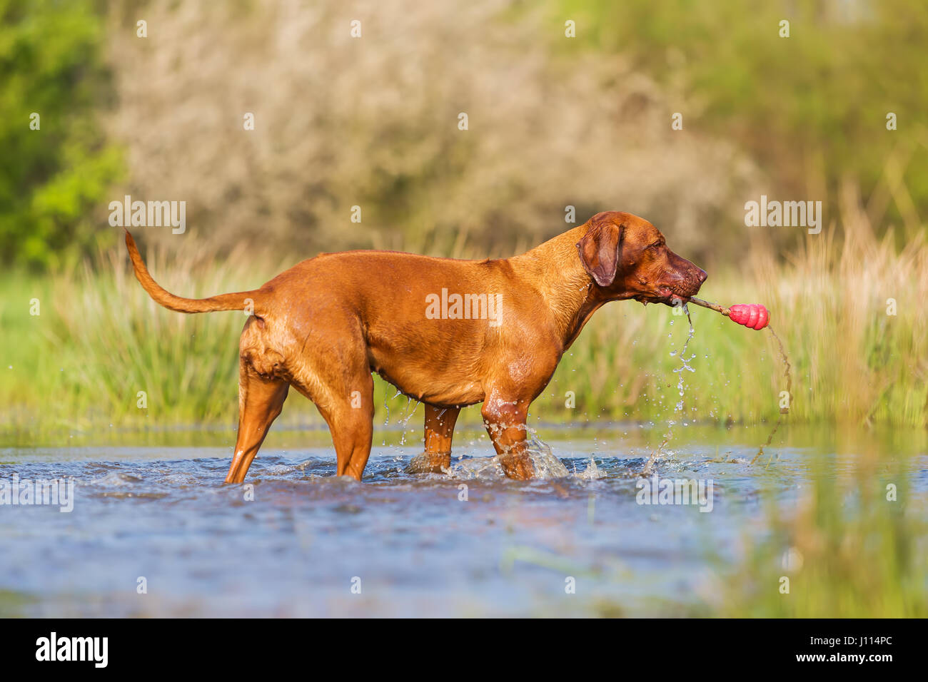 Rhodesian Ridgeback playing with a toy in a pond Stock Photo - Alamy