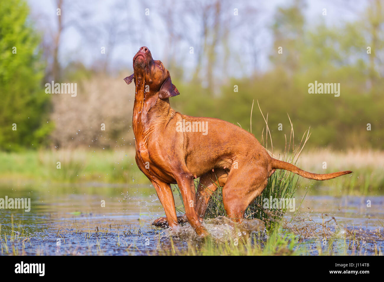 picture of a Rhodesian ridgeback jumping in the water Stock Photo - Alamy