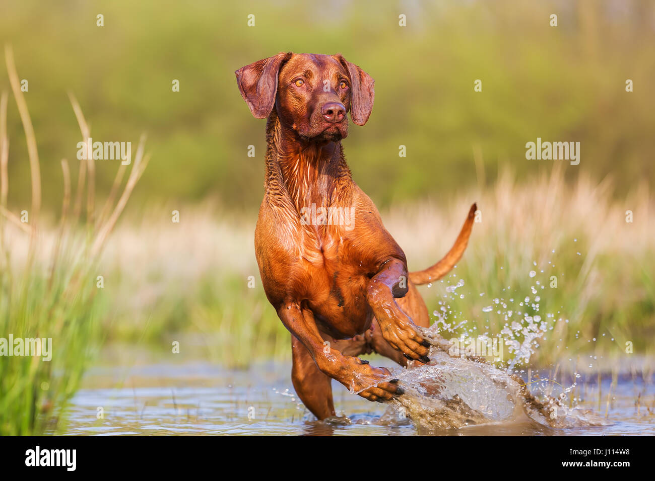 picture of a Rhodesian ridgeback running through the water Stock Photo ...