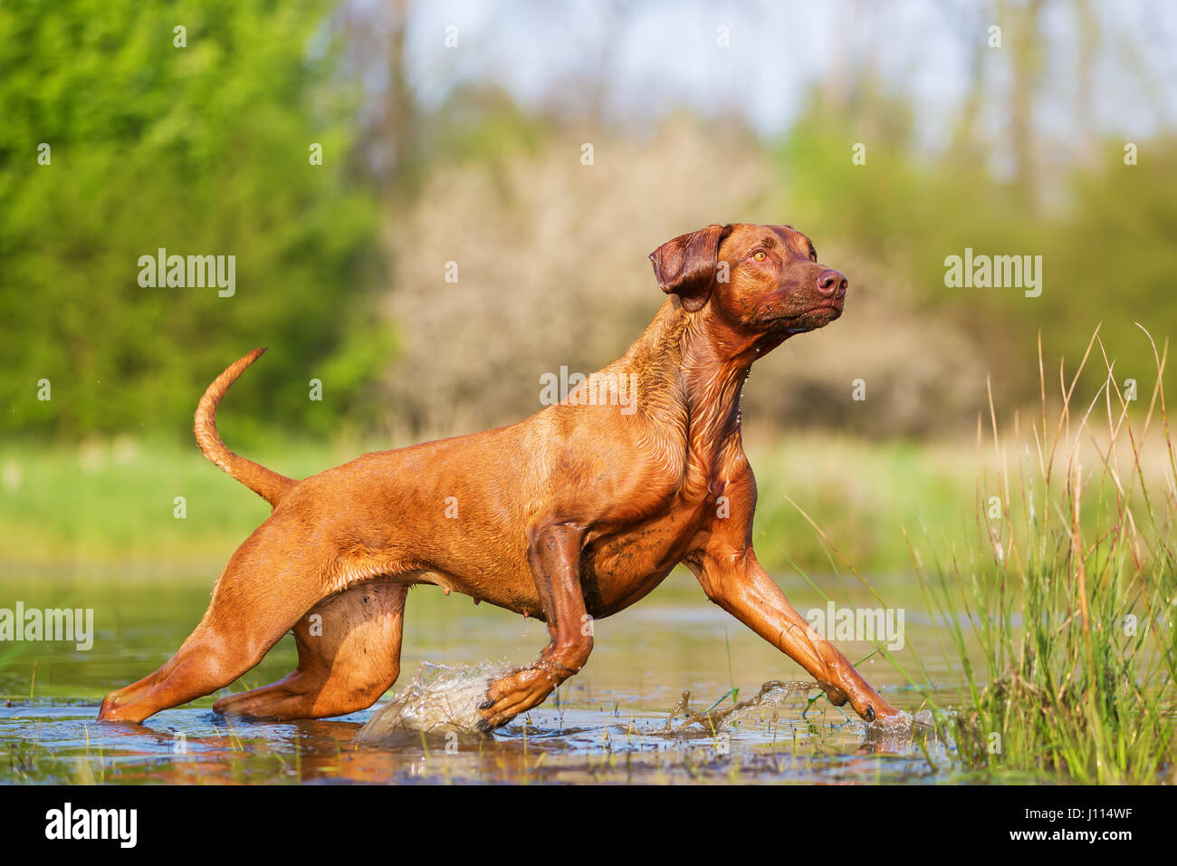 picture of a Rhodesian ridgeback running through the water Stock Photo ...