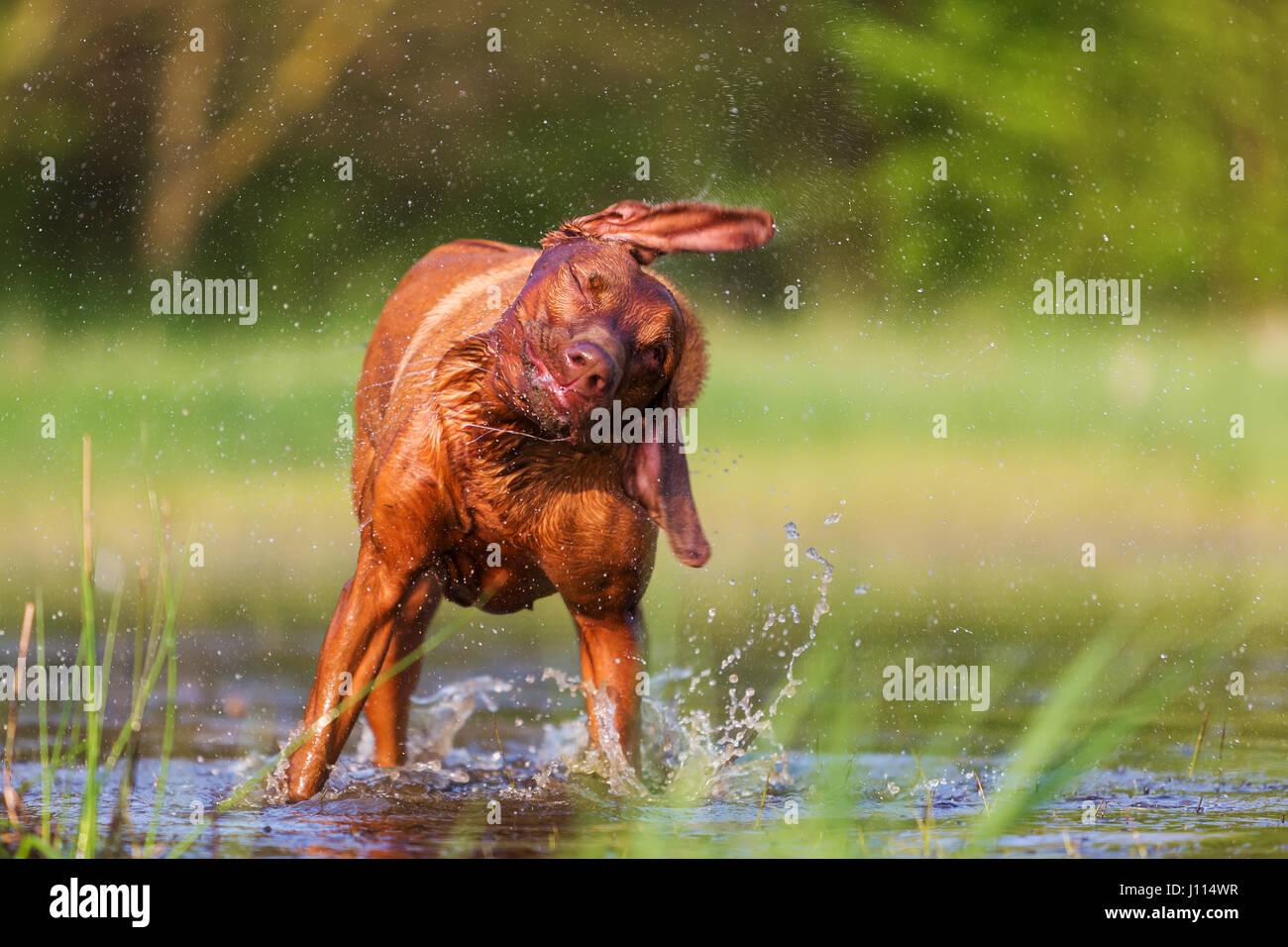 Rhodesian ridgeback stands in a pond and shakes the wet fur Stock Photo ...